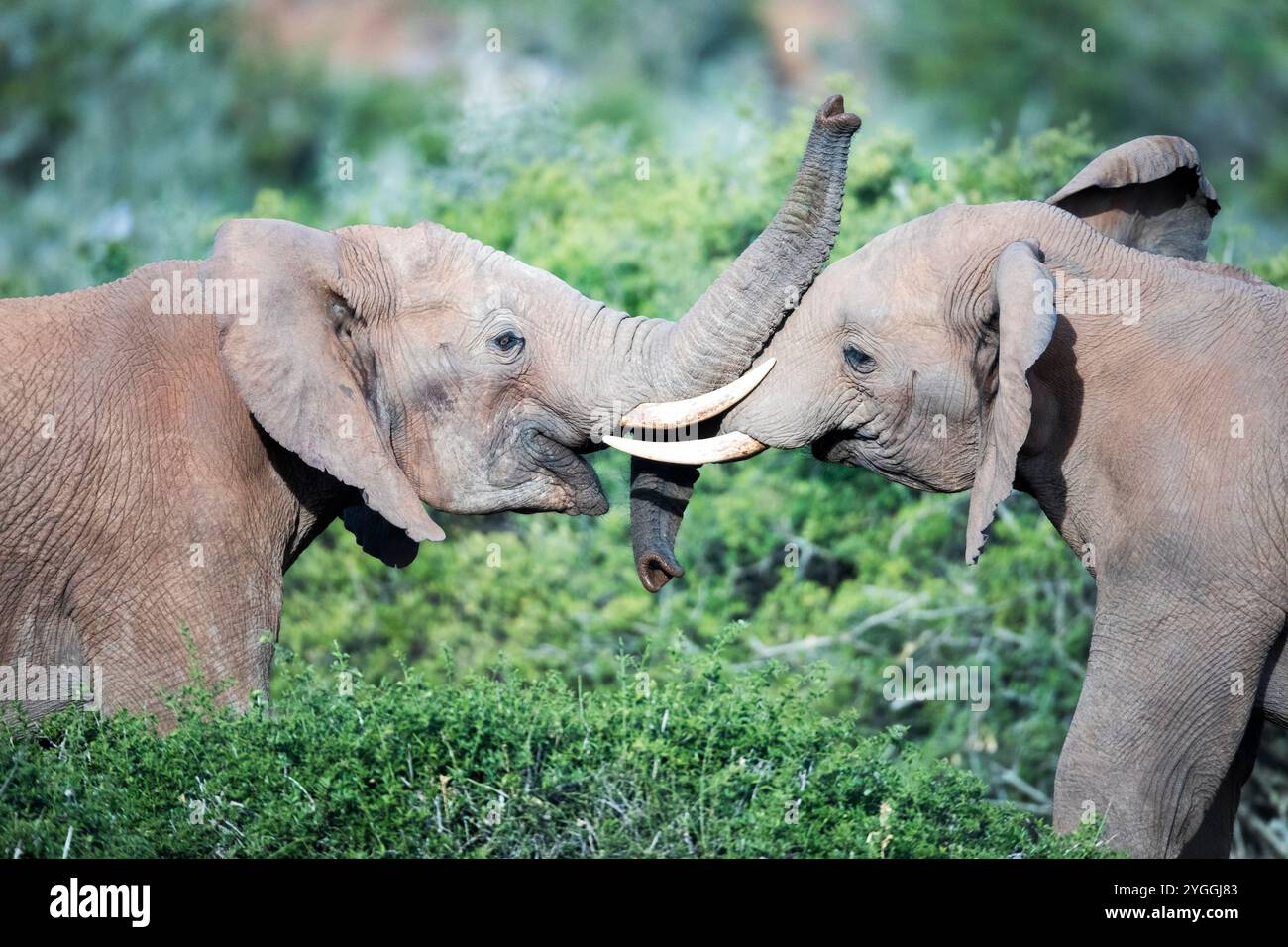 Addo Elephant National Park, Africa, Animals in the Wild, Big 5 animal ...