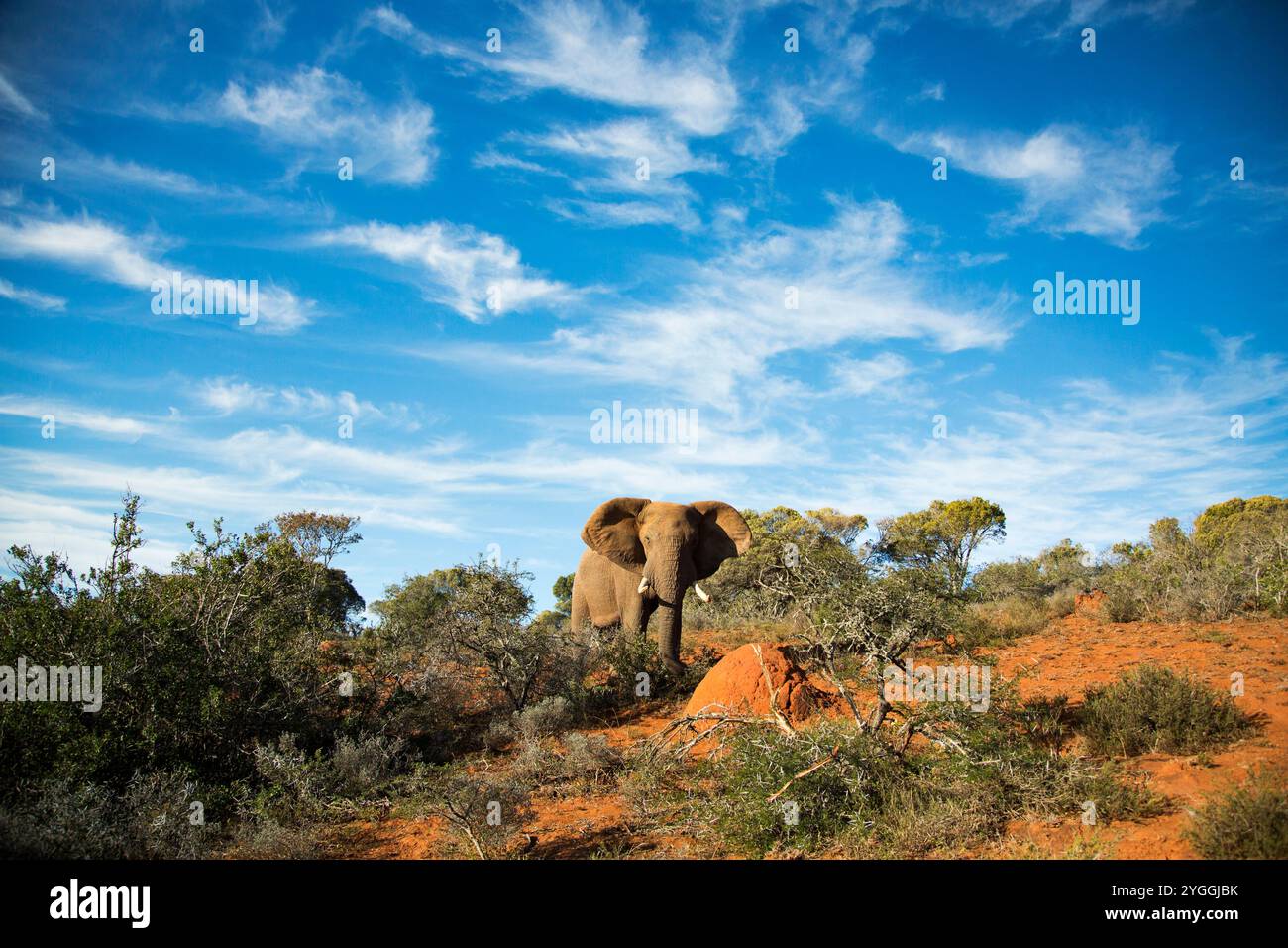 Addo Elephant National Park, Africa, Animals in the Wild, Beauty in ...