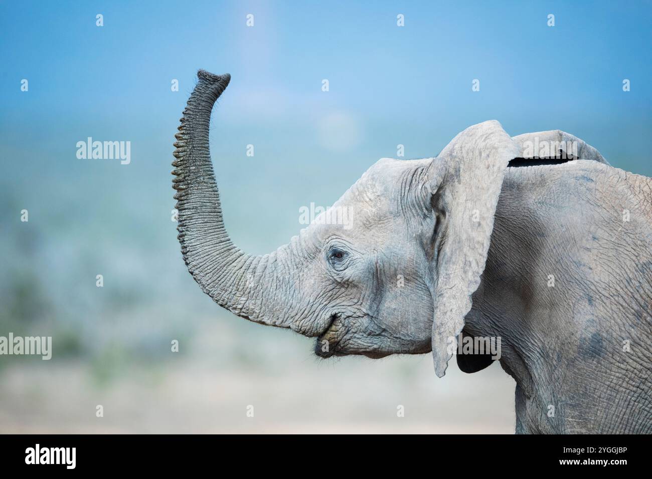 Addo Elephant National Park, Africa, Animals in the Wild, Big 5 animal ...