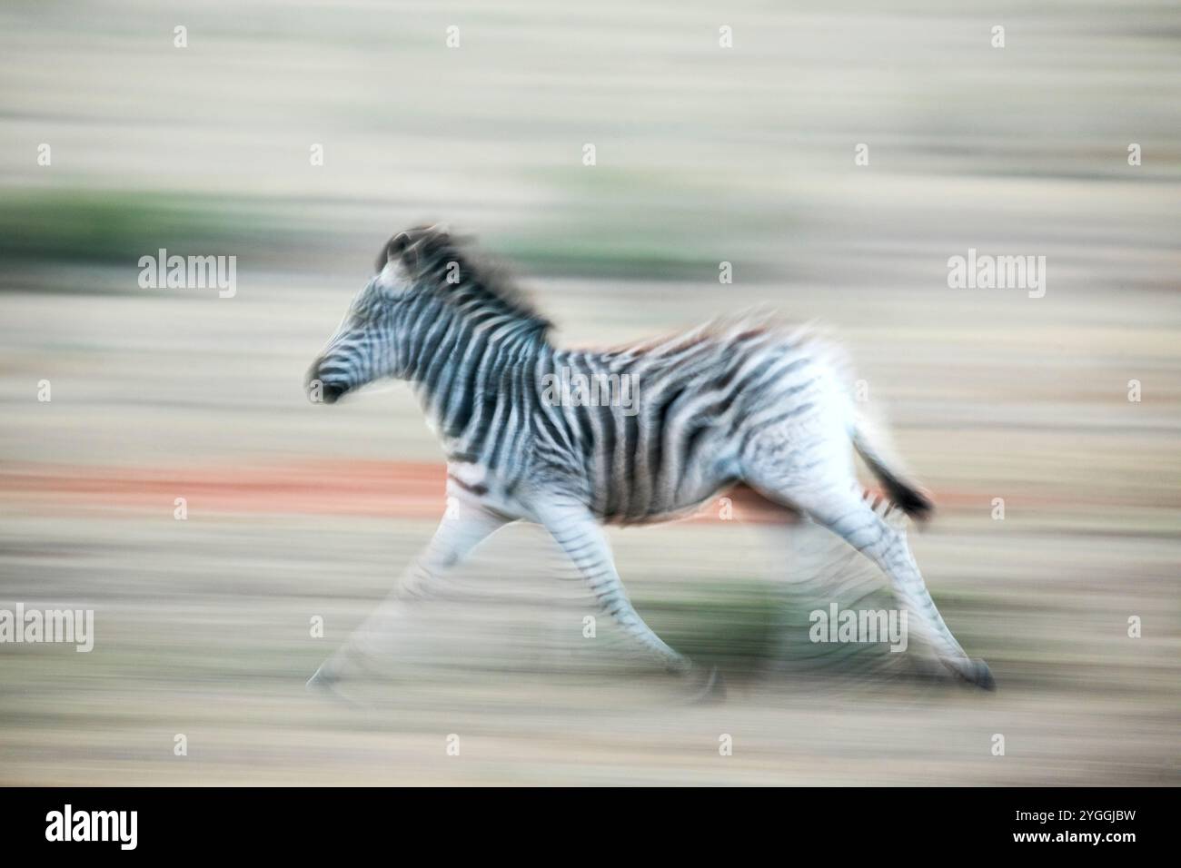 Abstract, Addo Elephant National Park, Africa, Animals in the Wild ...