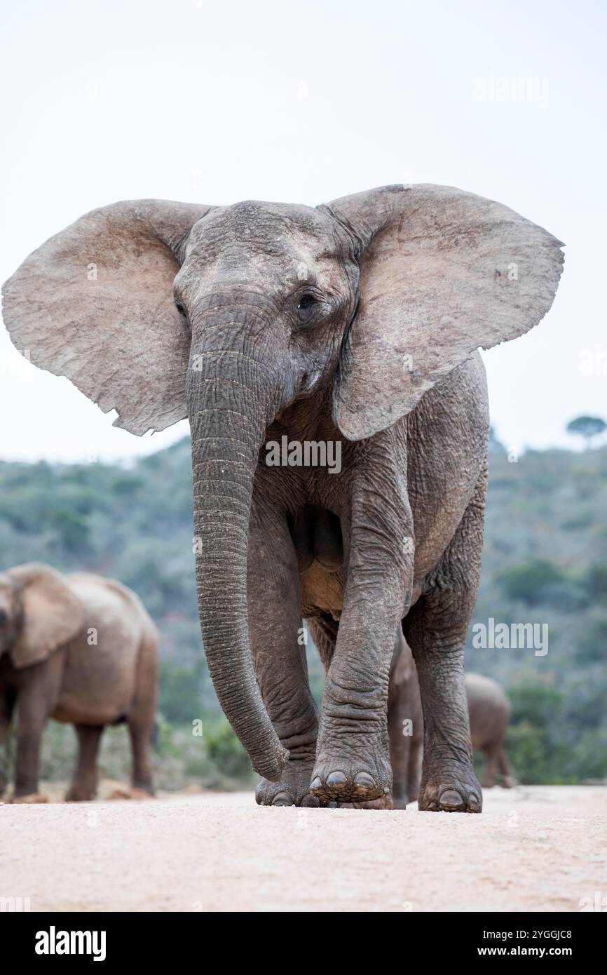 Addo Elephant National Park, Africa, Animals in the Wild, Big 5 animal ...
