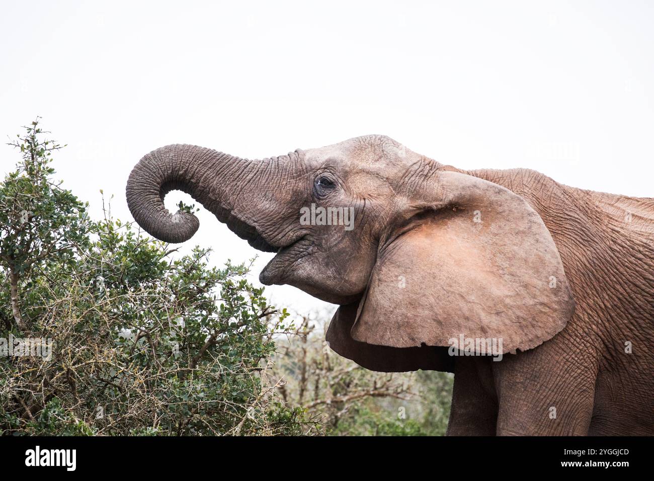Addo Elephant National Park, Africa, Animals in the Wild, Big 5 animal ...
