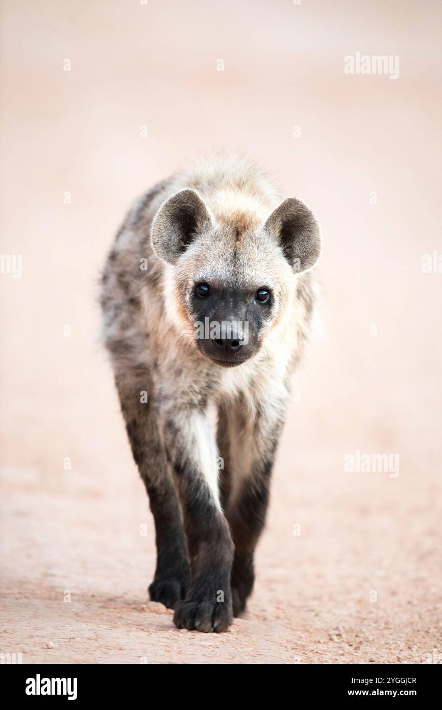 Addo Elephant National Park, Africa, Animals in the Wild, Bush, Curoius ...