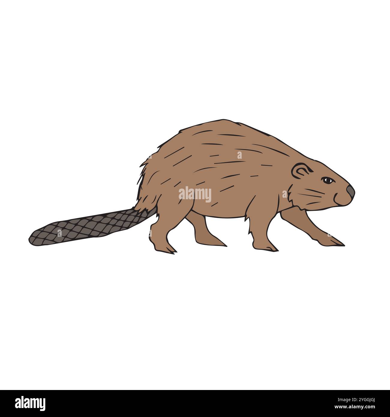 Vector hand drawn sketch doodle colored beaver isolated on white ...