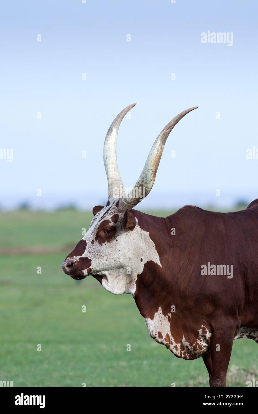 Ankole Cow, Kenya Stock Photo - Alamy