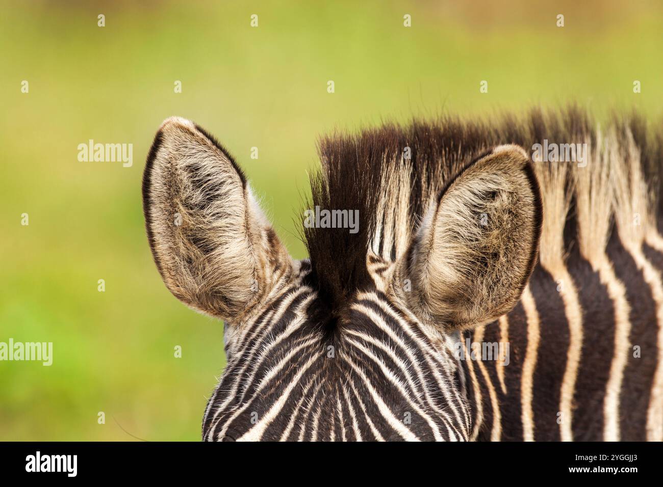 Zebra Ears, South Africa Stock Photo - Alamy