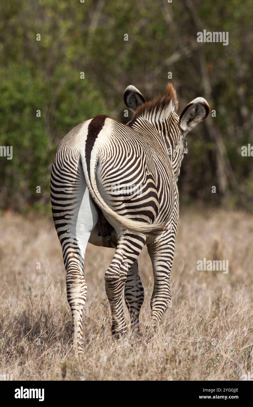 Rear view zebra hi-res stock photography and images - Alamy