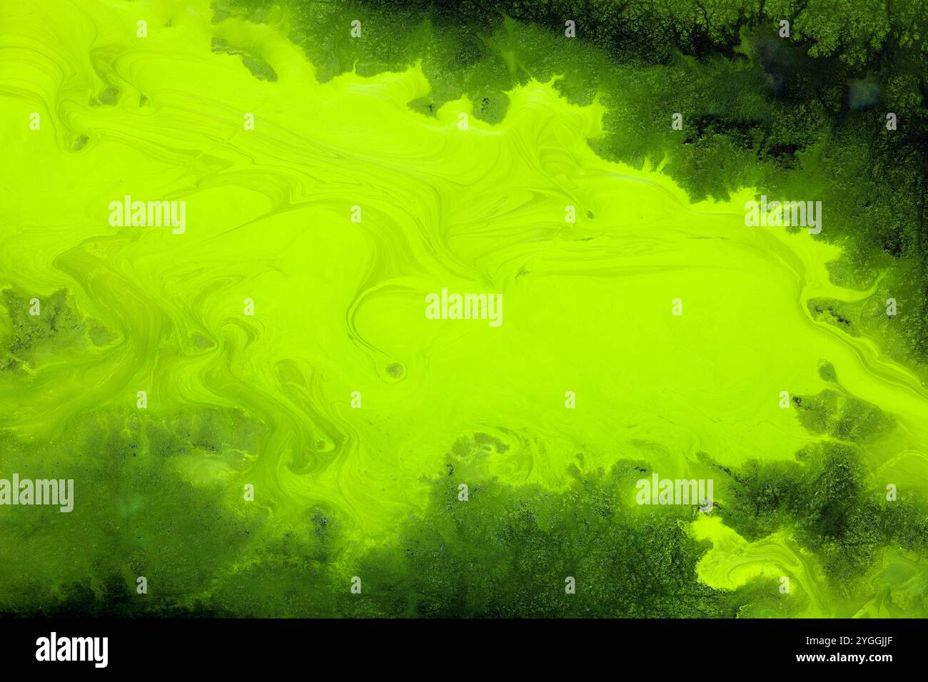 Algae, South Africa Stock Photo - Alamy