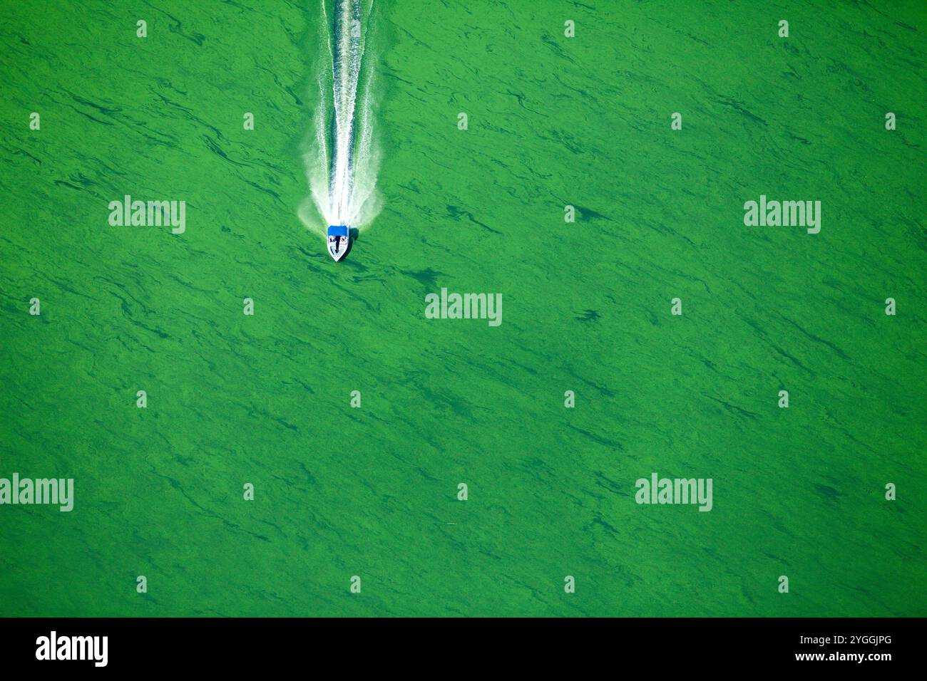 Boat on algae covered dam, South Africa Stock Photo - Alamy