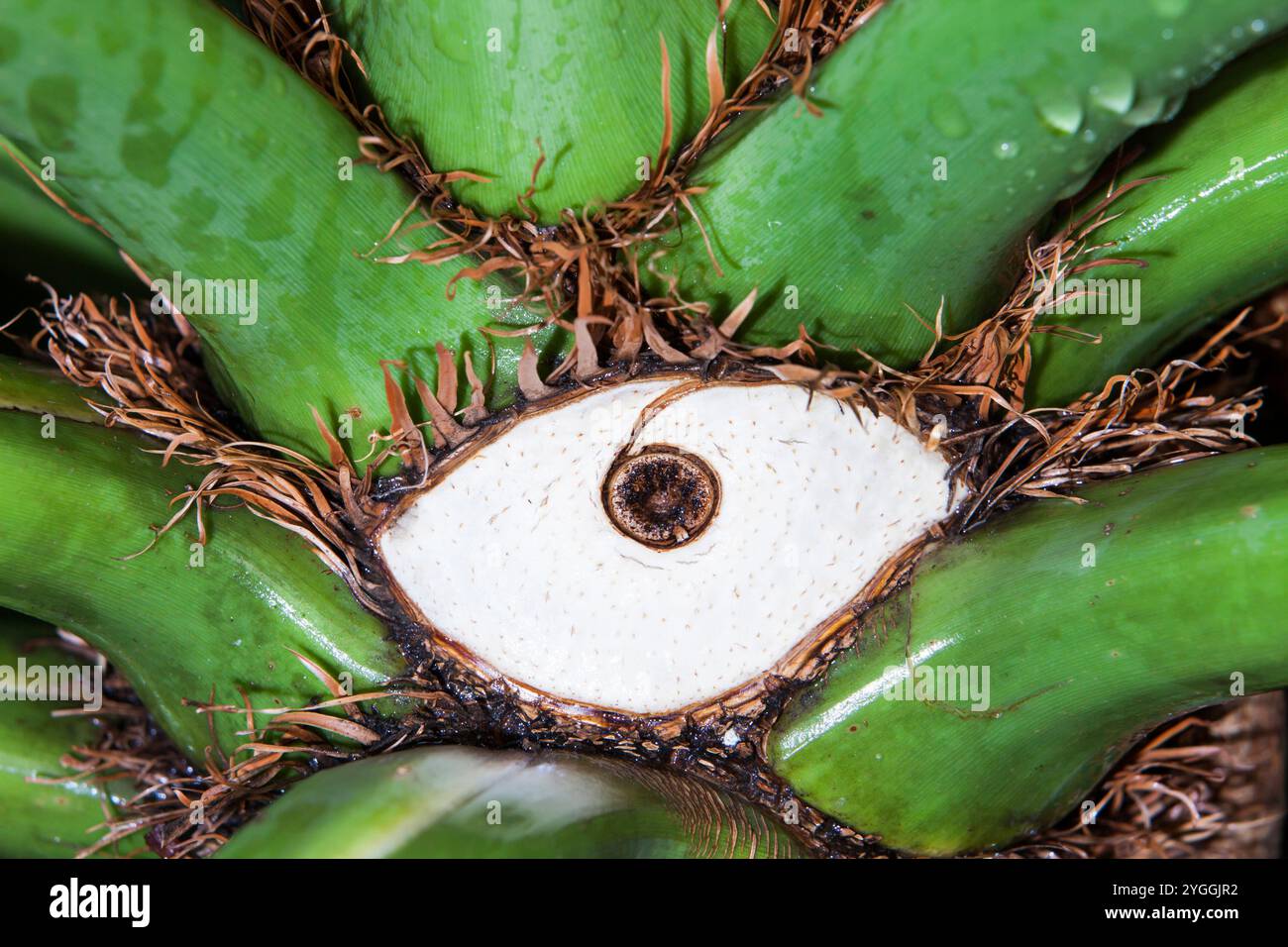 Delicious Monster plant, South Africa Stock Photo - Alamy