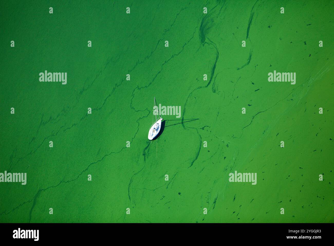 Algae covered lake hi-res stock photography and images - Alamy