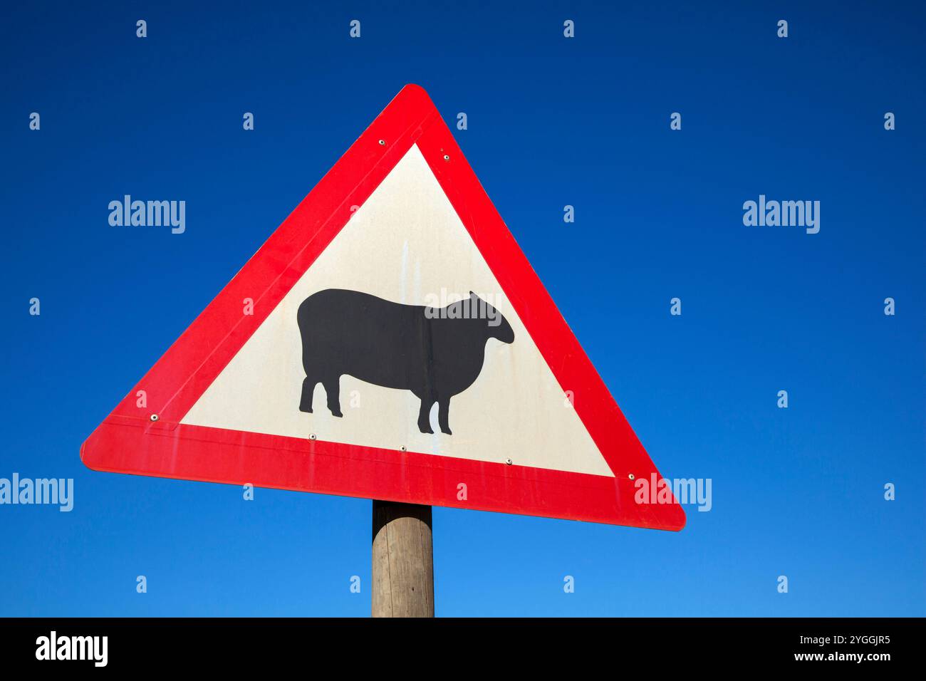 Beware of sheep road sign, South Africa Stock Photo - Alamy