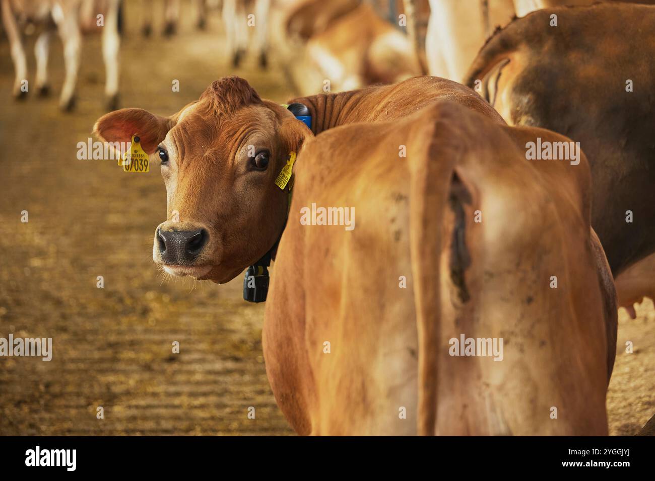 Cute Jersey cows on a farm in Denmark Stock Photo - Alamy