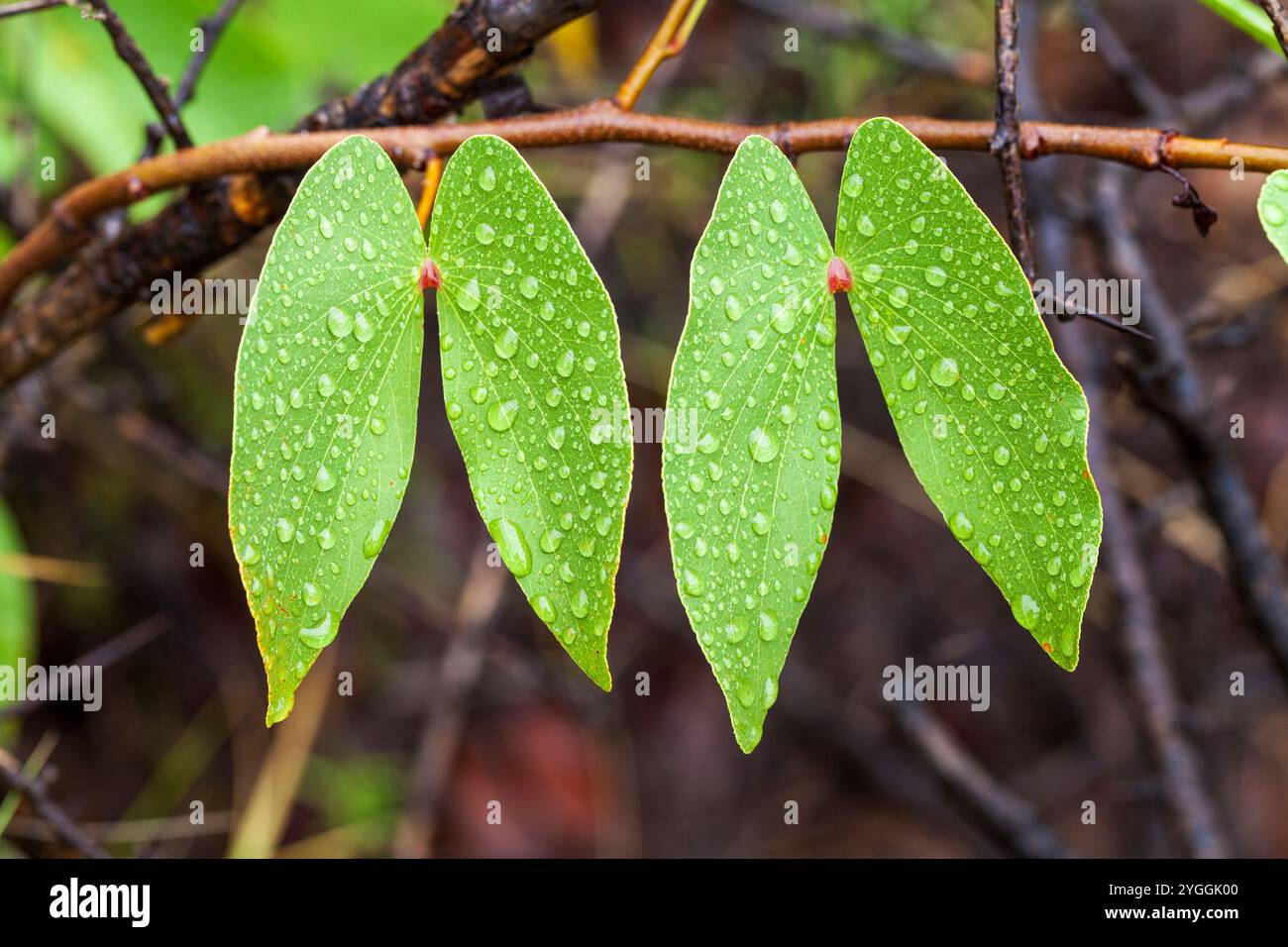 Mopani Leaves, South Africa Stock Photo - Alamy