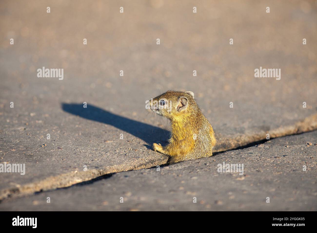 Yellow footed squirrel hi-res stock photography and images - Alamy