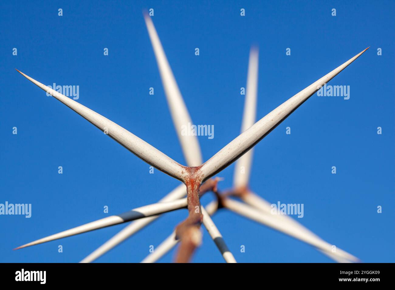 Acacia Tree thorns, South Africa Stock Photo - Alamy