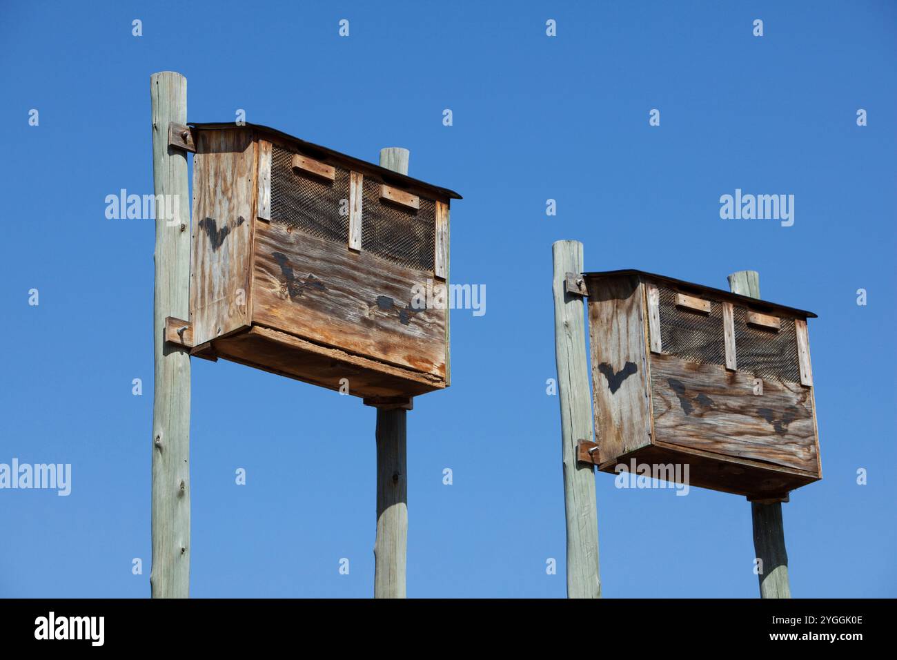 Bat House, Kruger Park, South Africa Stock Photo - Alamy