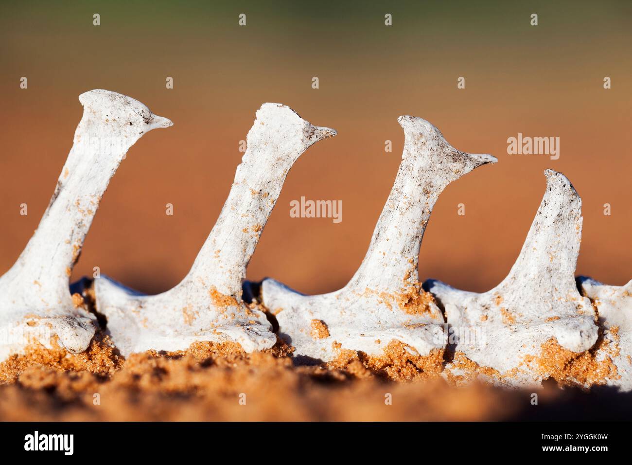 Antelope spine bones, South Africa Stock Photo - Alamy