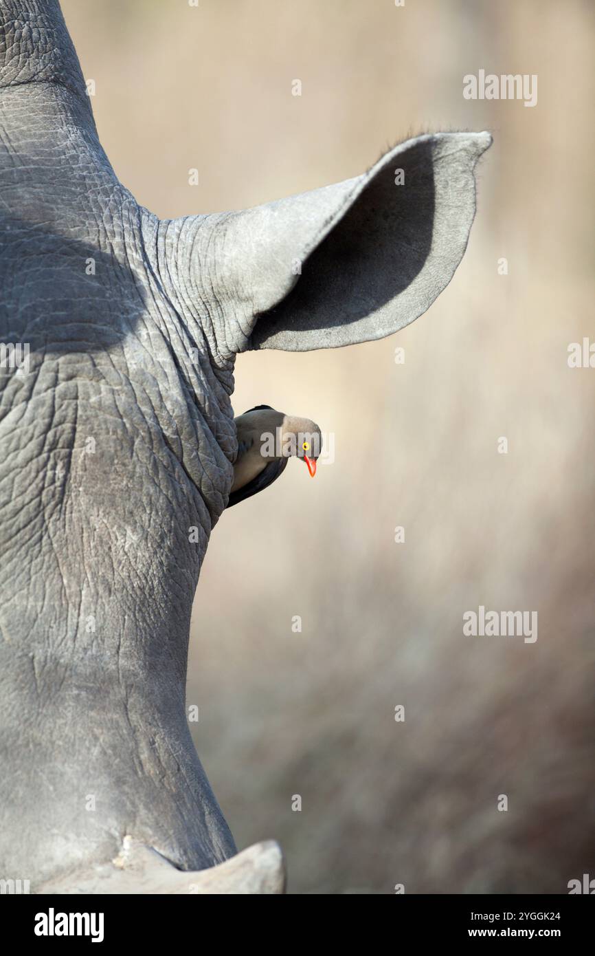 The rhino and the oxpecker hi-res stock photography and images - Alamy