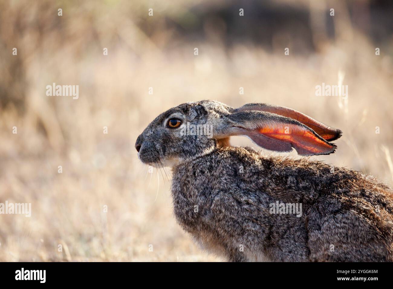 Scrub Hare, South Africa Stock Photo - Alamy