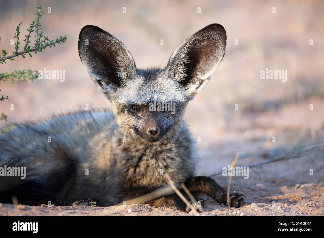 Bat eared fox portrait hi-res stock photography and images - Alamy