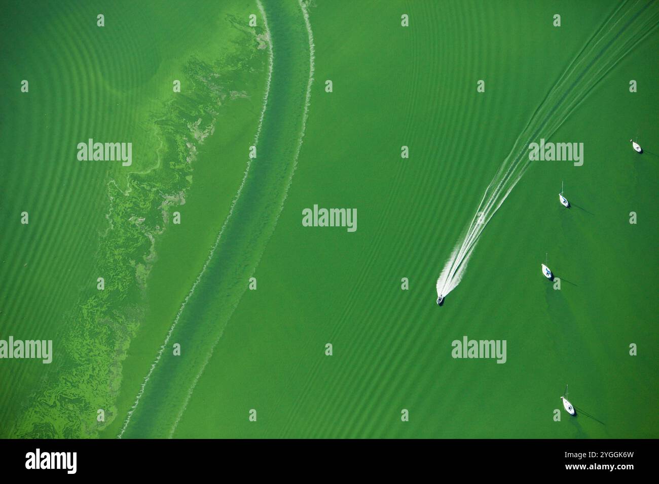 Boat on algae covered dam, South Africa Stock Photo - Alamy
