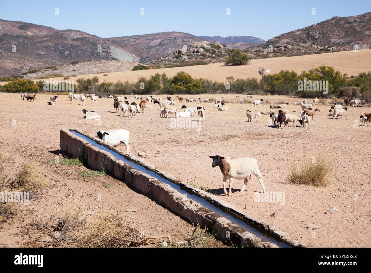 South africa northern cape farm hi-res stock photography and images - Alamy