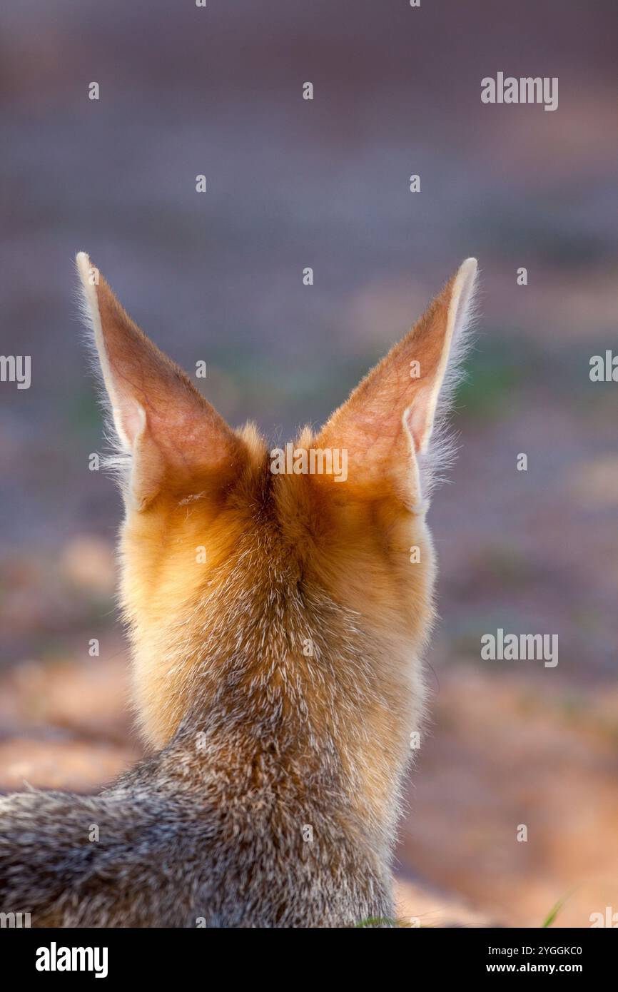 Cape Fox, South Africa Stock Photo - Alamy