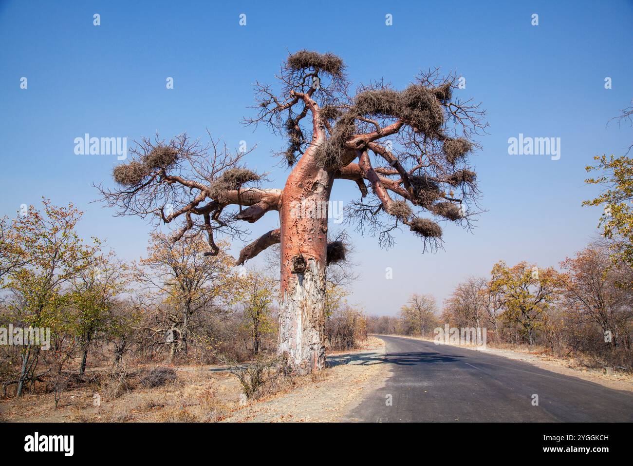 Baobab kruger national park hi-res stock photography and images - Alamy