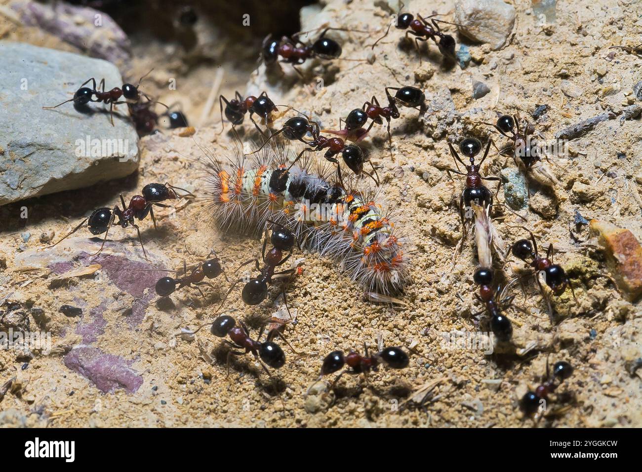 Crowd ants working together carry hi-res stock photography and images ...