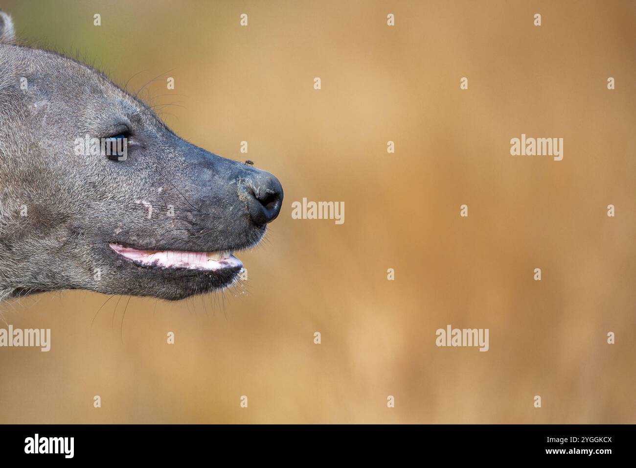 Crocuta crocuta kruger face head hi-res stock photography and images ...