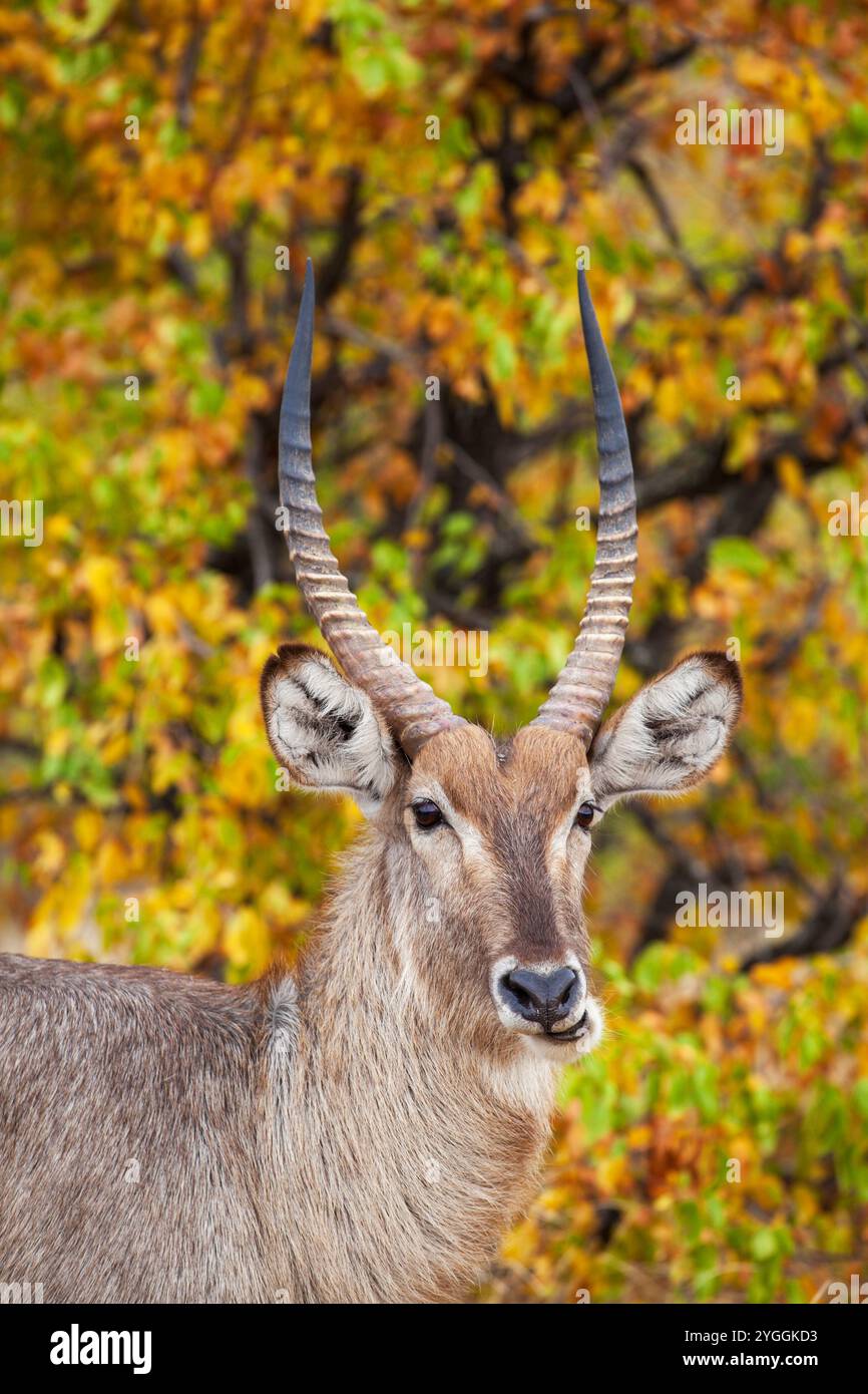 Safari africa waterbuck hi-res stock photography and images - Alamy