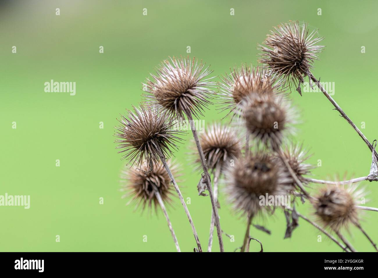 Burdock seedheads with hooked bracts hi-res stock photography and ...