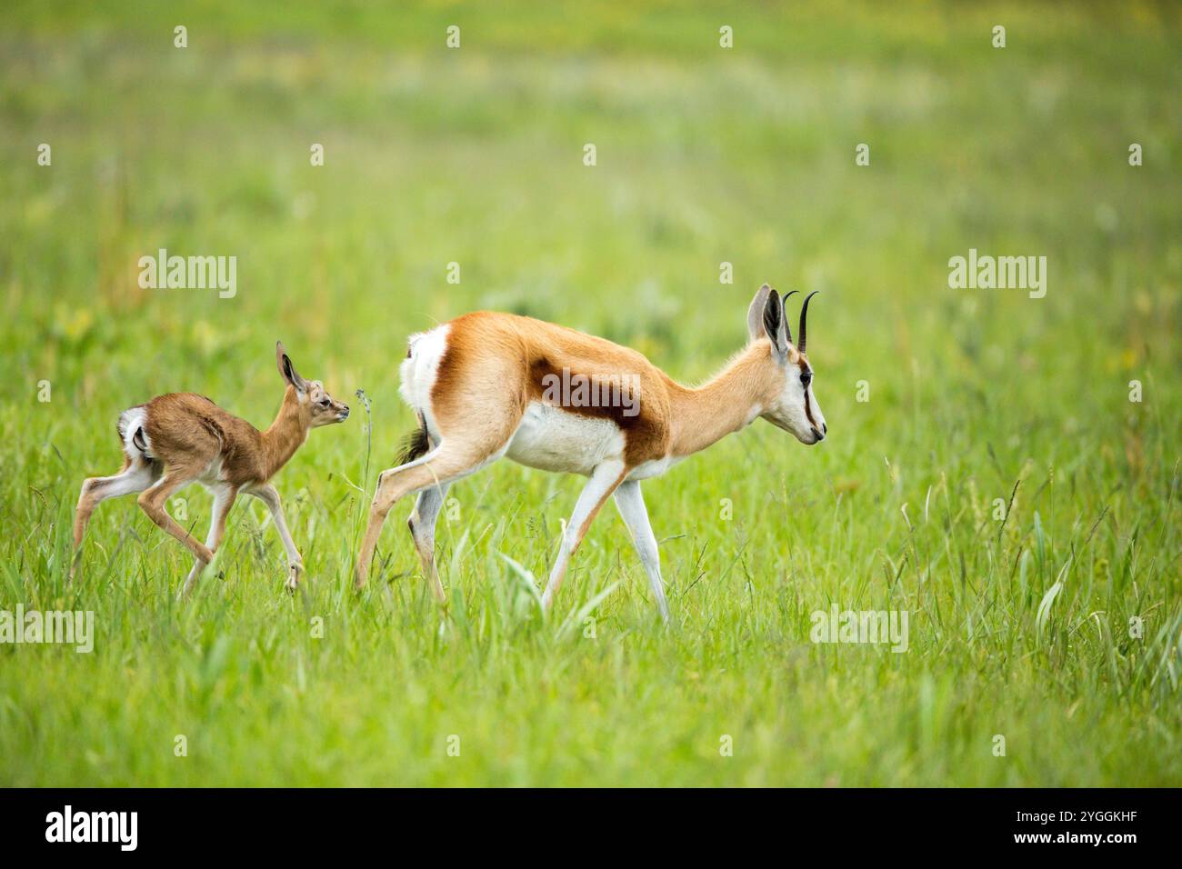 Springbok with baby, South Africa Stock Photo - Alamy