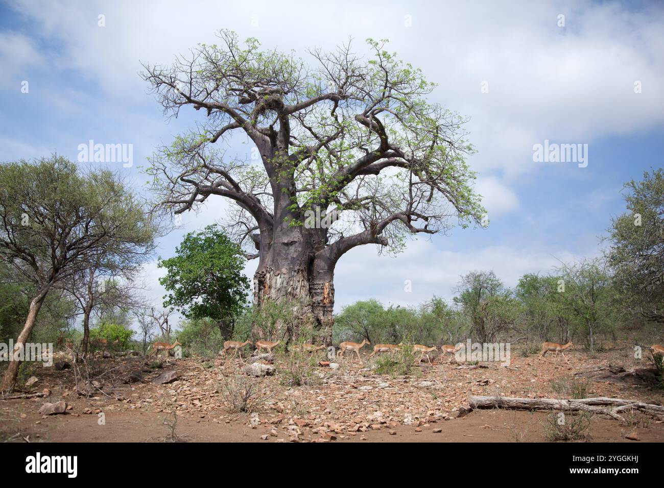 Impala kruger park hi-res stock photography and images - Alamy