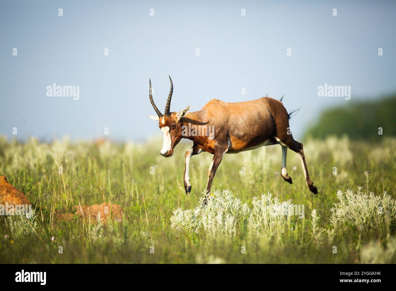 Blesbok, South Africa Stock Photo - Alamy