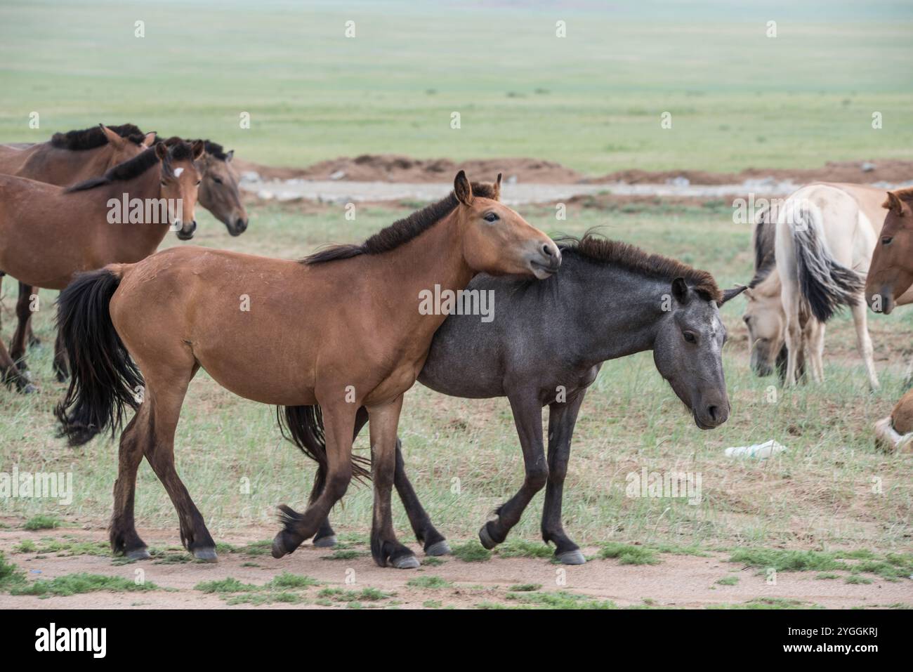 A beautiful Mongolian horses in steppe scenery. A horse eats hay. High quality photo Stock Photo ...