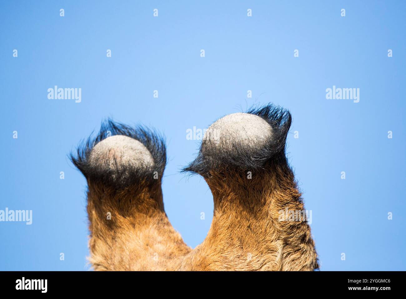Horns of a Giraffe, close-up, Zululand, South Africa Stock Photo - Alamy
