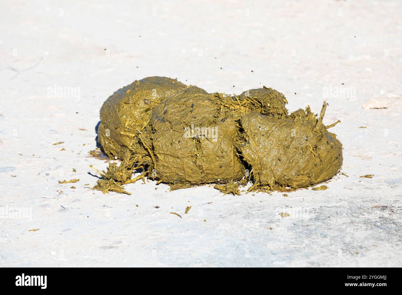 Elephant dung hi-res stock photography and images - Alamy