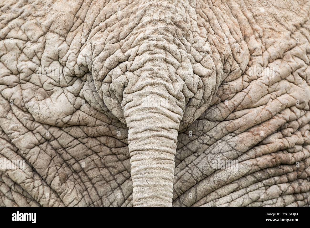 Elephant Tail, Addo Elephant National Park, South Africa Stock Photo ...