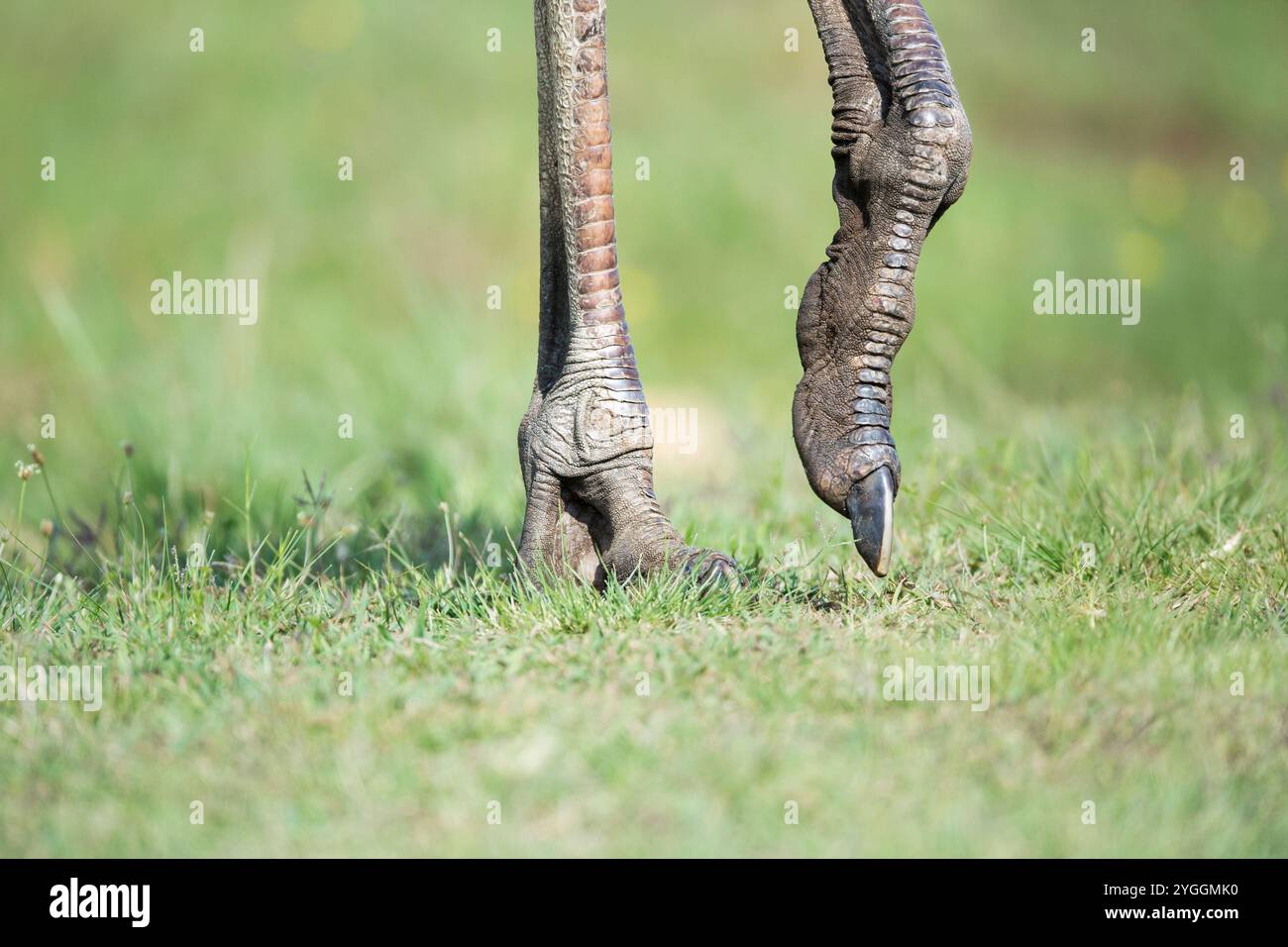 Ostrich feet hi-res stock photography and images - Alamy
