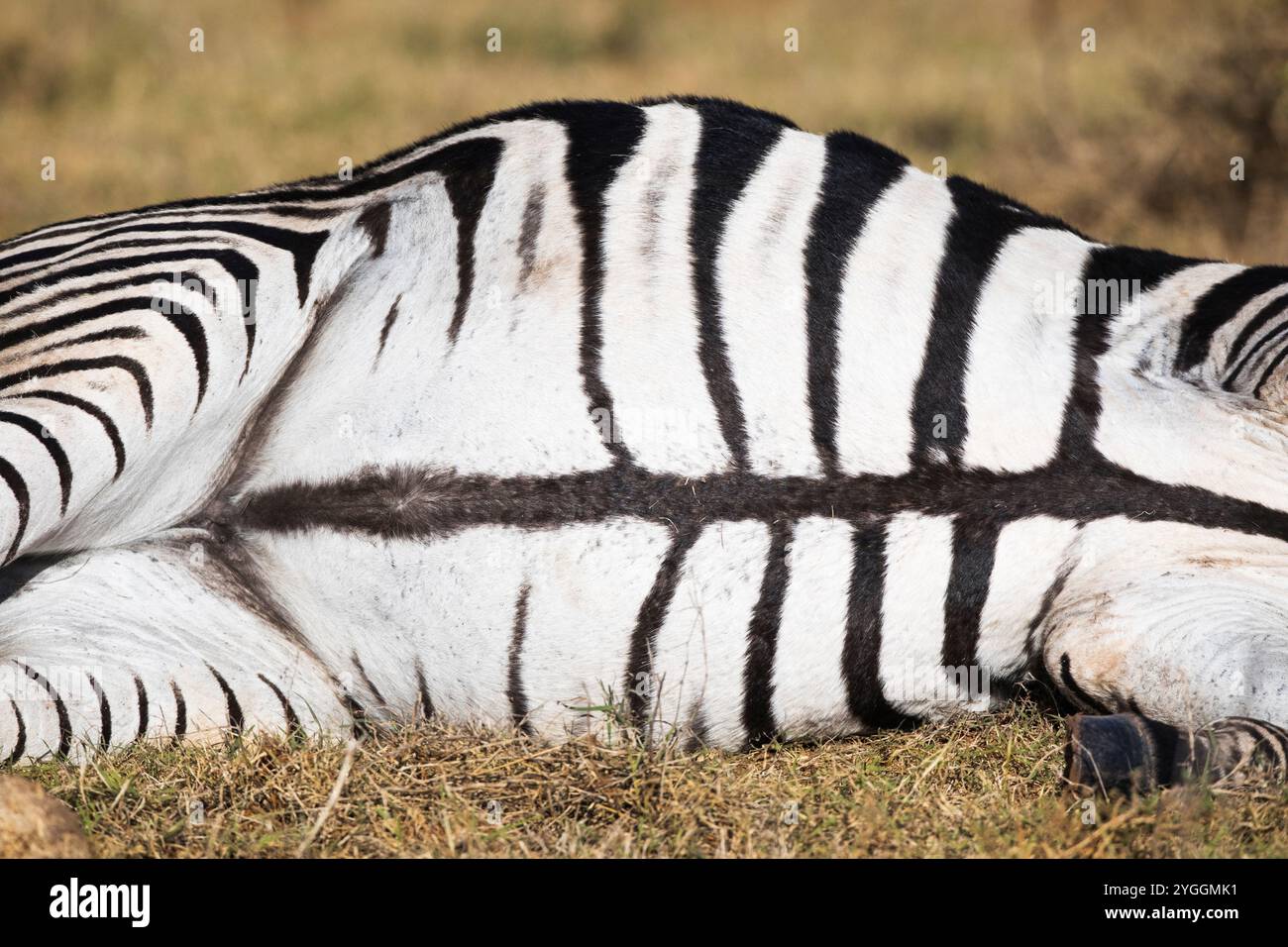 Stomach pattern hi-res stock photography and images - Alamy