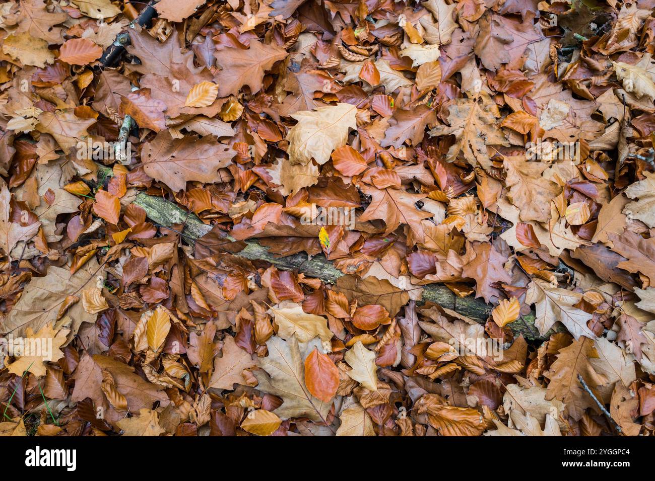 Deciduous Beech and oak tree leaves in their autumn brown colour laying ...