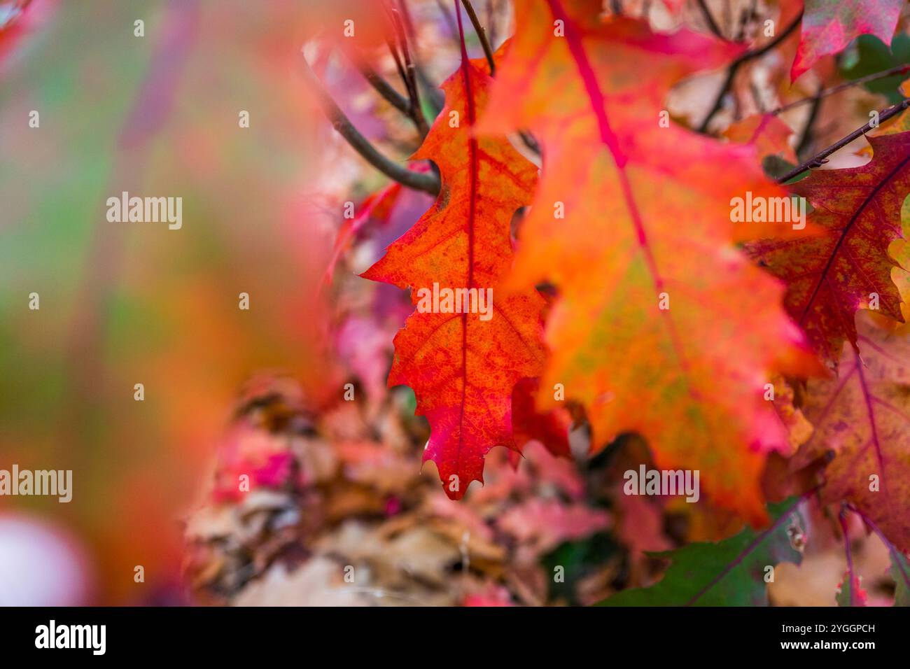 Red Oak or Quercus rubra is a native American oak tree with its leaves turning red in Autumn or ...