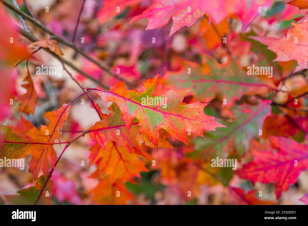 Red Oak or Quercus rubra is a native American oak tree with its leaves ...