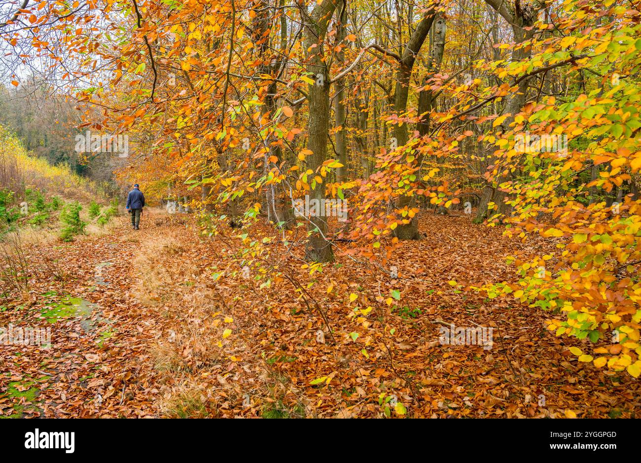 Deciduous woodland trees with man walking along a path in Sherwood ...