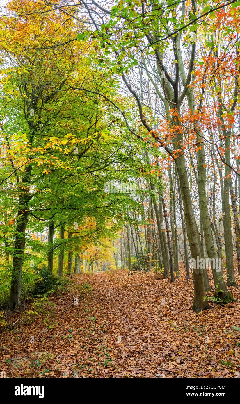 Deciduous Beech trees in Sherwood Forest, Nottinghamshire, England, UK ...