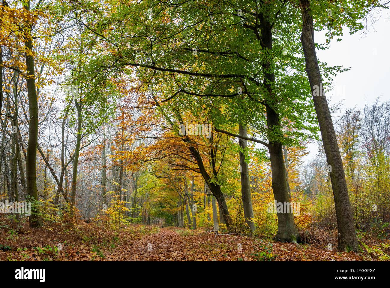 Deciduous Beech trees in Sherwood Forest, Nottinghamshire, England, UK ...