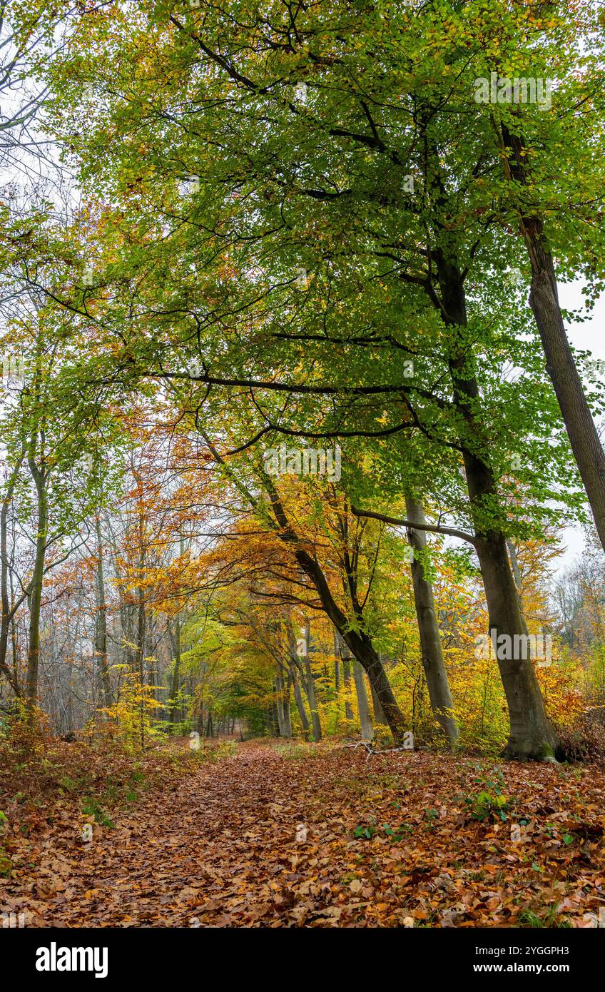 Deciduous Beech trees in Sherwood Forest, Nottinghamshire, England, UK ...