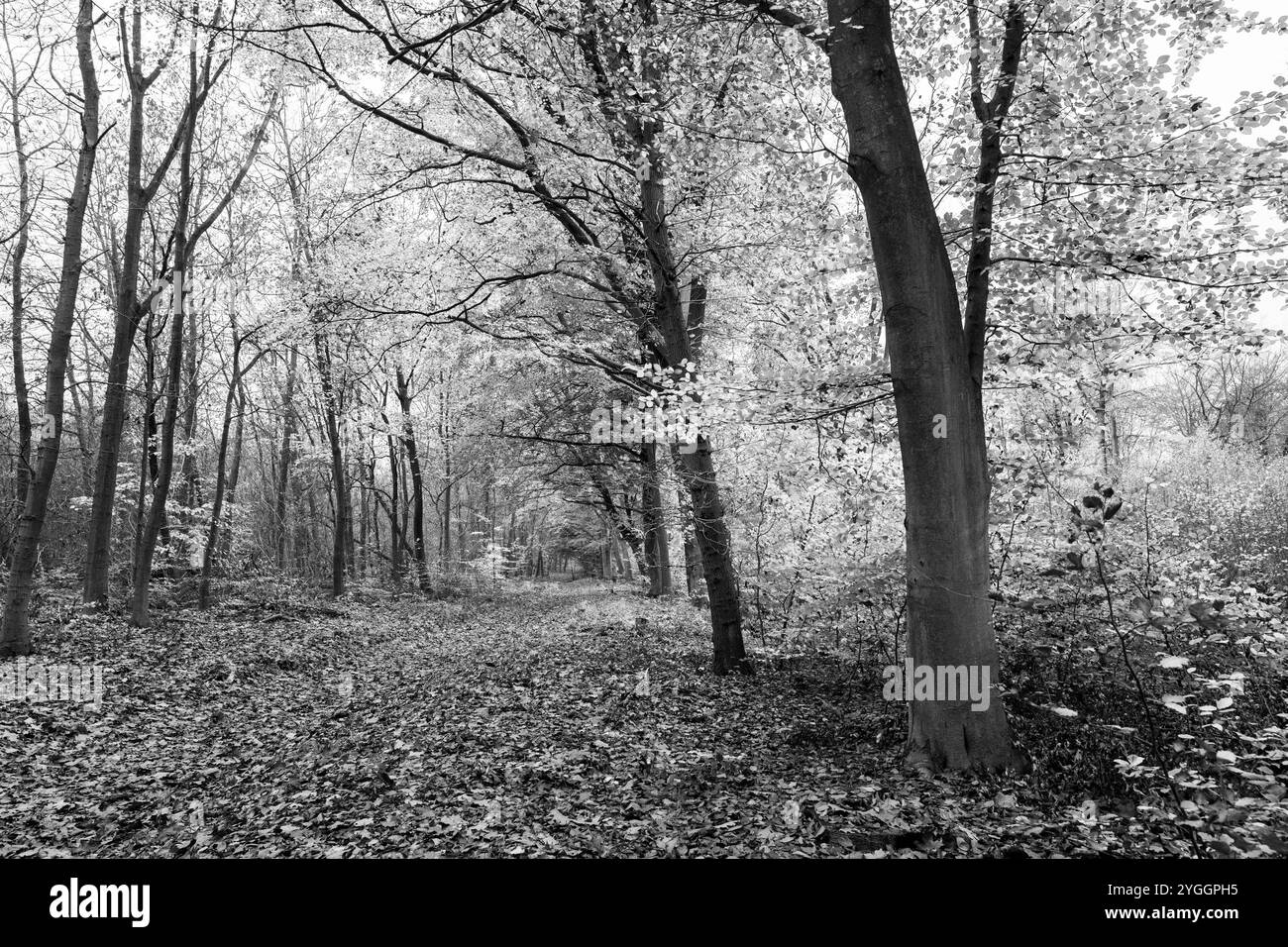 Beech trees in the autumn Black and White Stock Photos & Images - Alamy